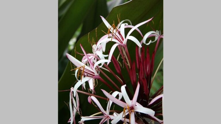 Spider Lilies Meaning and Symbolism Guide