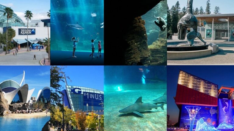 8 Best Aquariums in the World That Have Amazing Sea Animals