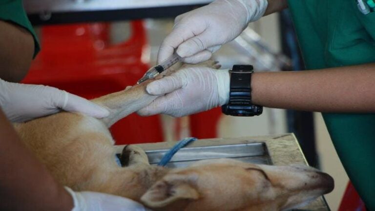 A Comprehensive Guide to TPLO Surgery for Dogs - Illustration Friday